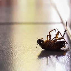 Best Exterminators Near Me - September 2025: Find Nearby Exterminators ...