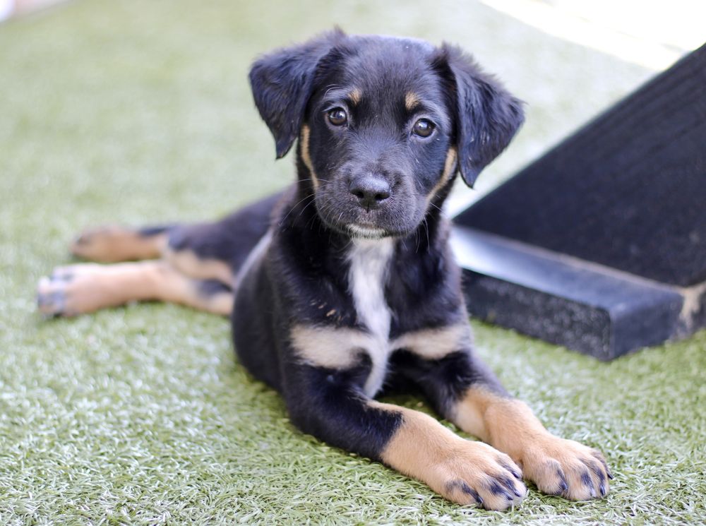 TOLEDO HUMANE SOCIETY - Updated October 2024 - 18 Photos - 827 Illinois ...