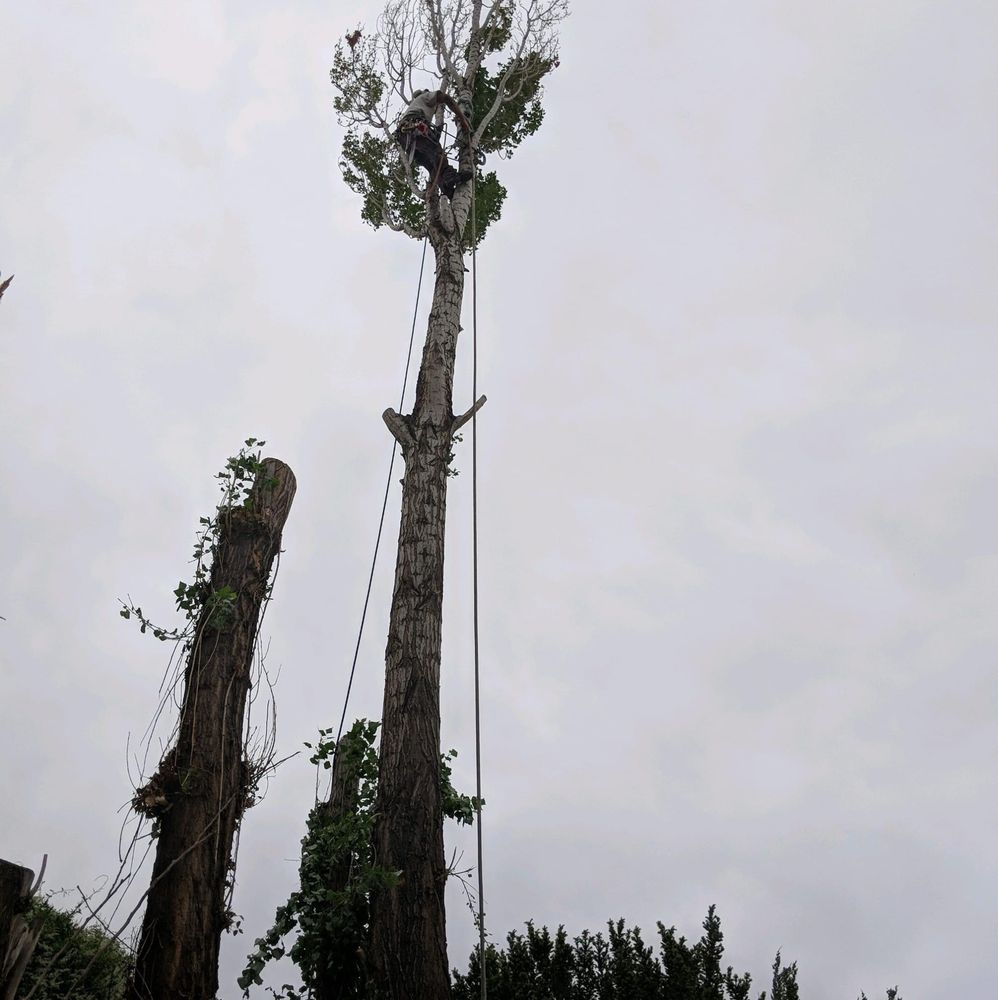 THE TREE MONKEYS - Updated August 2025 - Request a Quote - Farmington ...