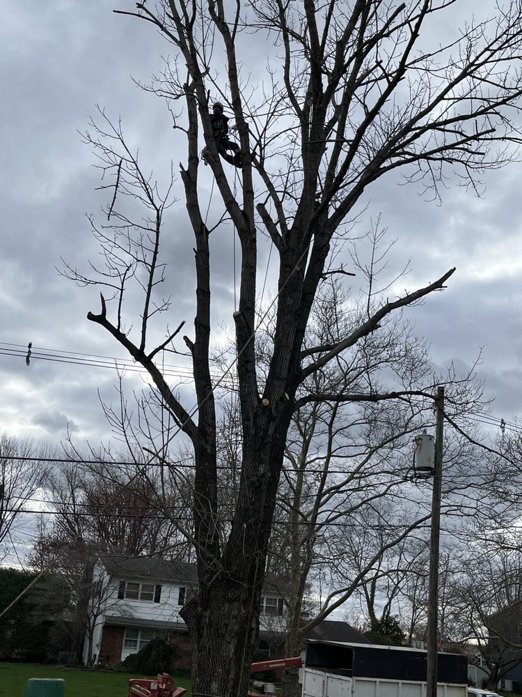 BENITES TREE SERVICE - Updated September 2025 - 37 Photos - Howell, New ...