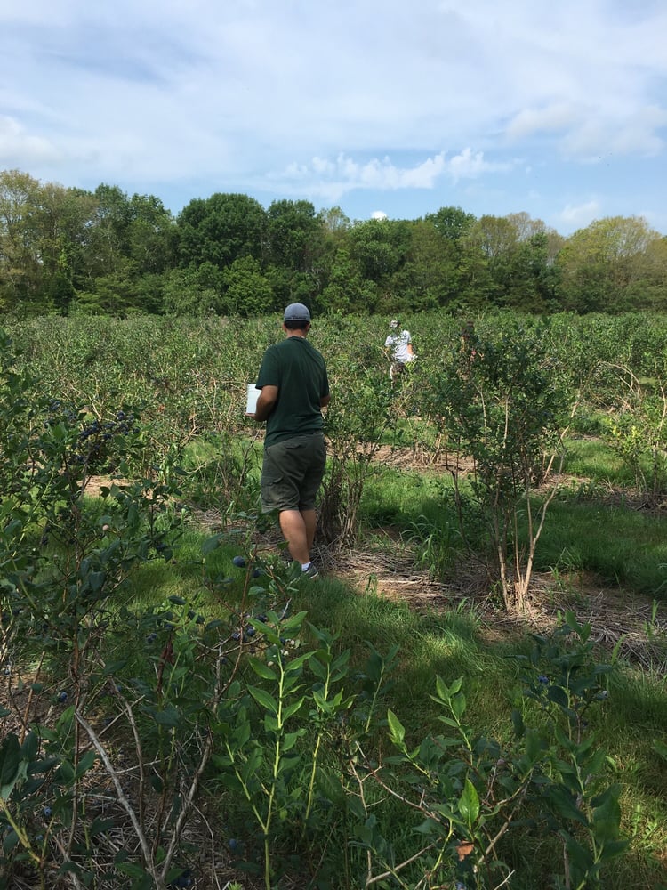 MAPLE LANE FARMS - Updated December 2025 - 57 Nw Corner Rd, Preston ...