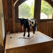 ROSE BRIDGE FARM & SANCTUARY - 124 Photos & 49 Reviews - 1314 N ...