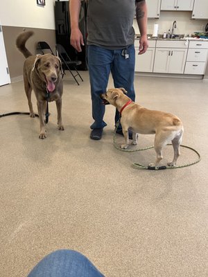 ANIMAL RESCUE RHODE ISLAND - Updated December 2025 - 11 Reviews - 506B ...