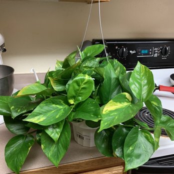 GREEN CONNECTION - Updated December 2025 - 14 Photos & 10 Reviews - 804 ...