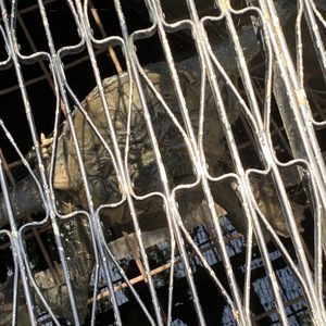 WICHITA’S TROLL - 16 Photos & 12 Reviews - 777 W Central Ave, Wichita ...