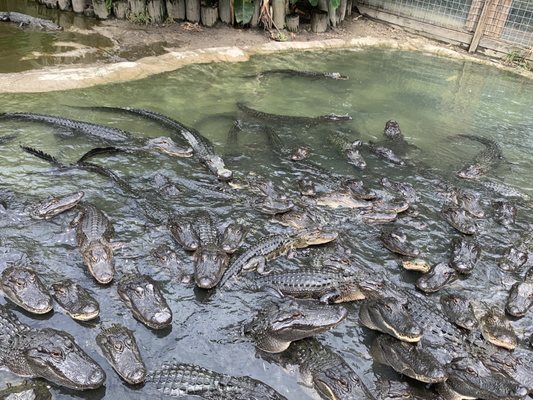 CROC ENCOUNTERS - 247 Photos & 125 Reviews - 8703 Bowles Rd, Tampa ...