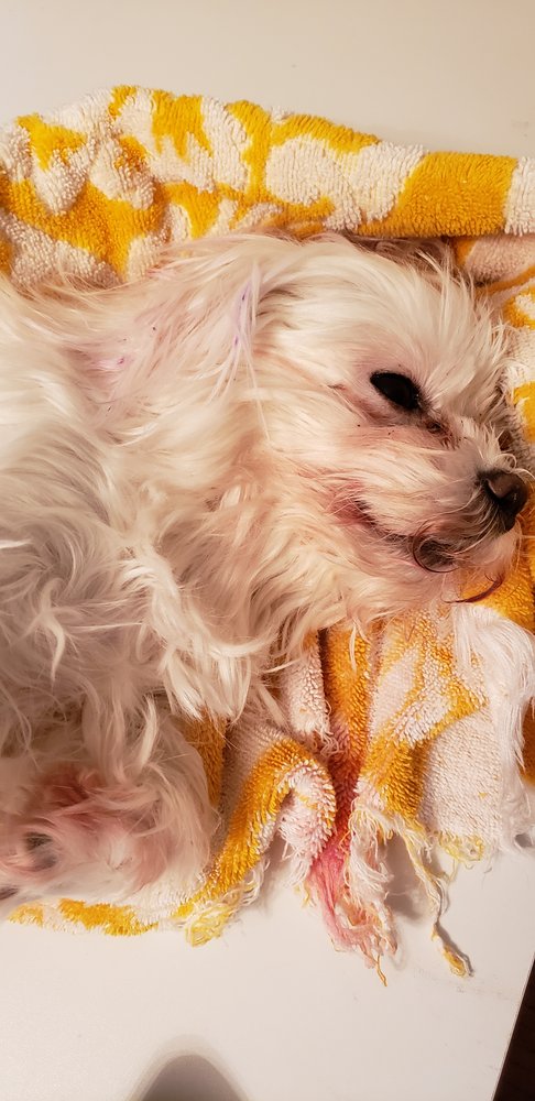 ALTAMONTE VETERINARY HOSPITAL - Updated January 2026 - 14 Photos & 45 ...