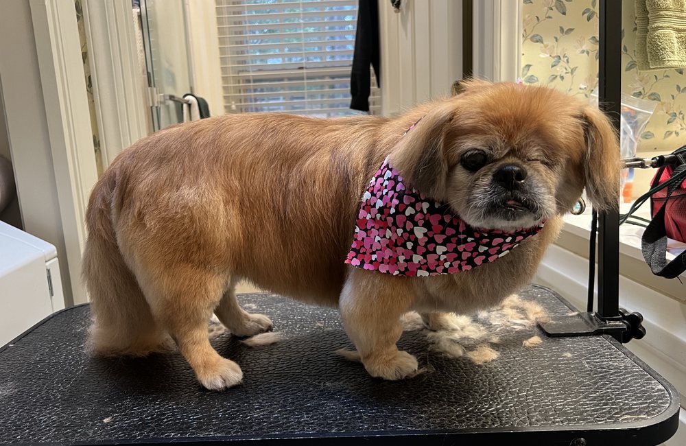 GRAHAM’S ELITE GROOMING - Updated December 2025 - 51 Photos - Aberdeen ...