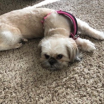 DICKSON ANIMAL CLINIC - Updated December 2025 - 29 Photos & 19 Reviews ...