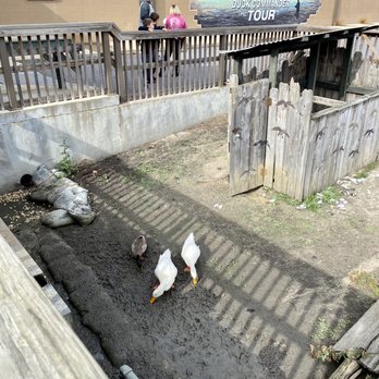 DUCK COMMANDER - Updated January 2026 - 417 Photos & 88 Reviews - 117 ...