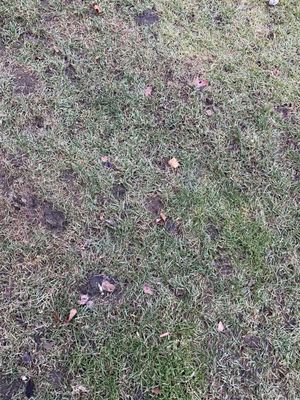 POOP 911 - Updated September 2025 - 22 Photos - Macomb, Michigan - Pet ...