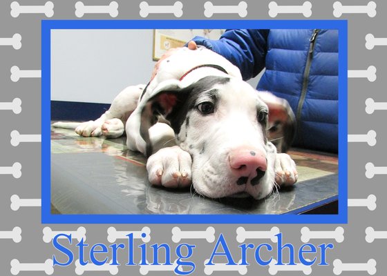 APACHE ANIMAL CLINIC & HOSPITAL - Updated September 2025 - 37 Photos ...