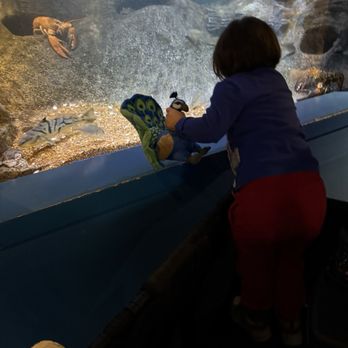 THE MARITIME AQUARIUM AT NORWALK - Updated October 2025 - 831 Photos ...