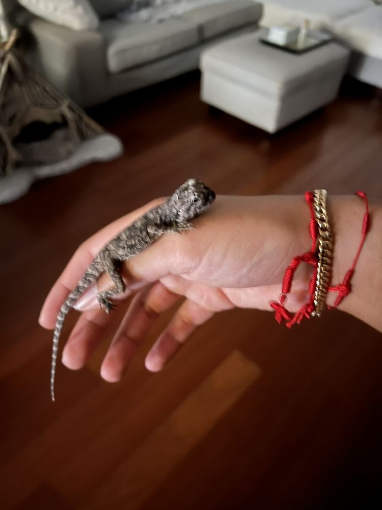 PREDATOR’S REPTILE CENTER - Updated October 2025 - 74 Photos & 147 ...