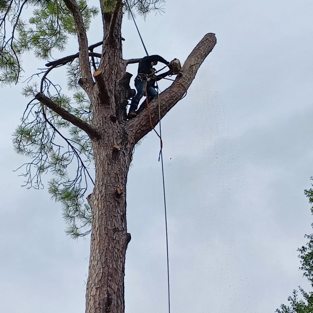 PEREZ TREE SERVICES - Updated August 2025 - 103 Photos - Houston, Texas ...