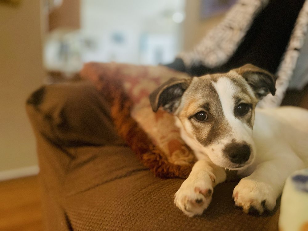 THE AMANDA FOUNDATION- DR. SHIPP’S ANIMAL HOSPITAL - Updated October ...