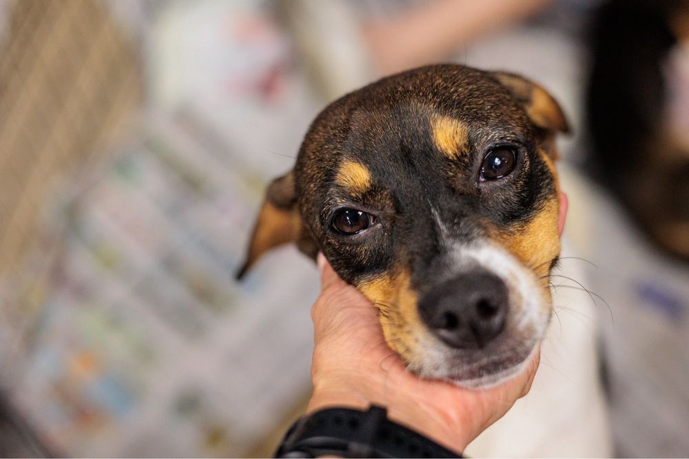 HOMELESS ANIMALS RESCUE TEAM-HART - Updated January 2026 - 35 Reviews ...