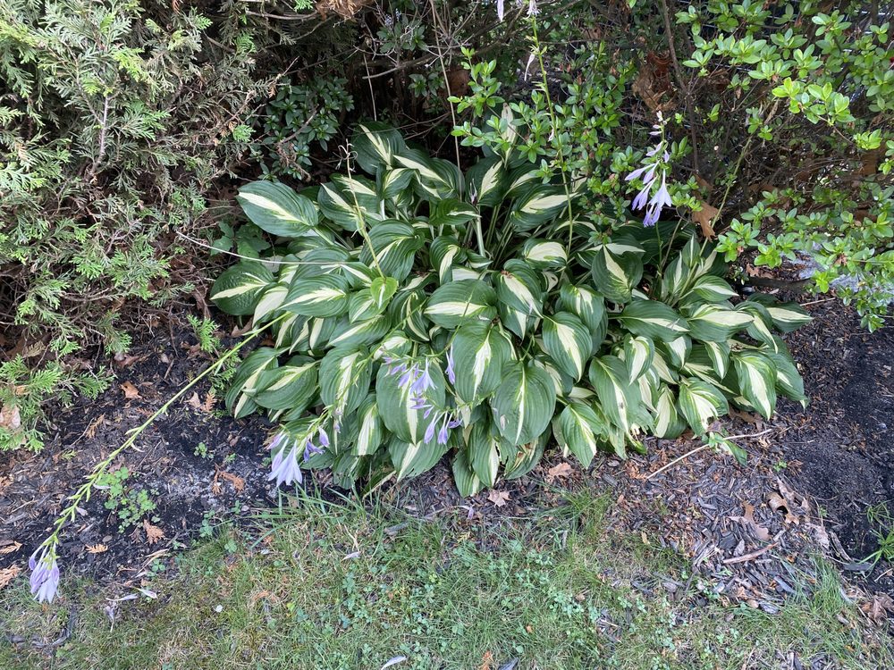 JC LAWNS - Updated January 2026 - 15 Photos - 615 Constitution Dr ...