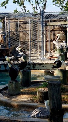 PEACE RIVER WILDLIFE CENTER - Updated December 2025 - 85 Photos & 41 ...