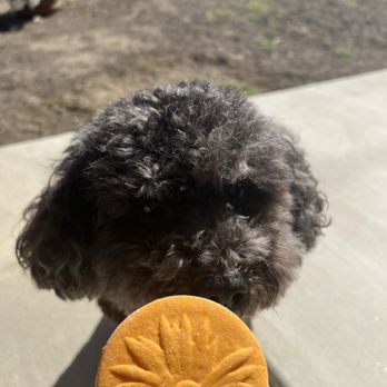 LE MARCEL BAKERY FOR DOGS - Updated January 2026 - 278 Photos & 170 ...