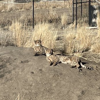 ANIMAL ARK - Updated November 2024 - 512 Photos & 154 Reviews - 1265 ...