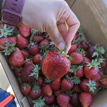 HARVOLD BERRY FARM - Updated January 2026 - 128 Photos & 44 Reviews ...