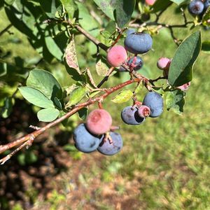 MCADAMS FARM - Updated October 2025 - 37 Photos & 11 Reviews - 1100 N ...