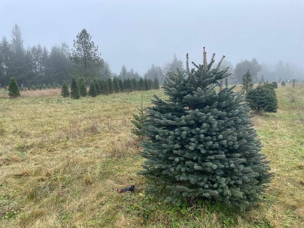 CARNATION TREE FARM - TEMP. CLOSED - Updated October 2025 - 38 Reviews ...