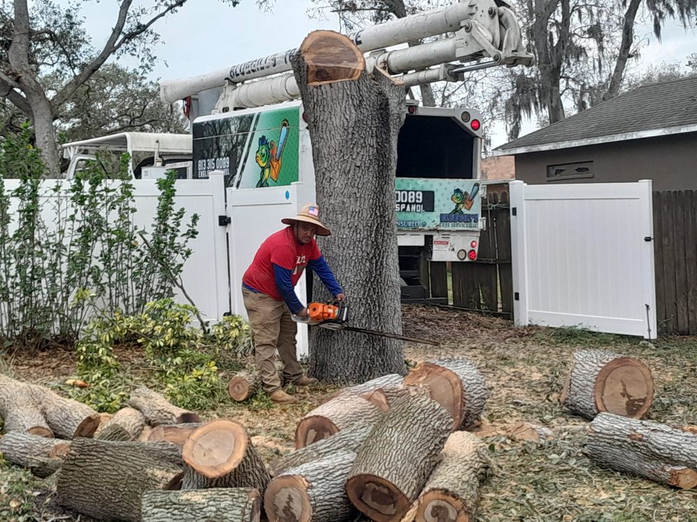 STAR BLUEGILL’S TREE SERVICES - Updated May 2024 - 83 Photos - Tampa ...