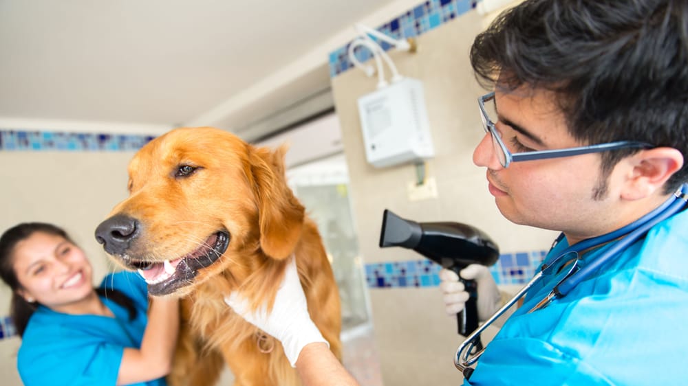 ALPHA VETERINARY CENTER - Updated August 2025 - 15 Photos - 7699 Quarterfield Rd, Glen Burnie ...