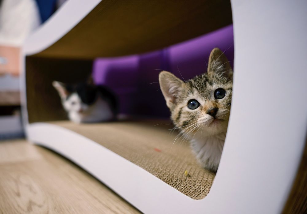 ITTY BITTY KITTY CAFE - Updated October 2025 - 69 Photos & 13 Reviews - 14420 Union Ave, San ...