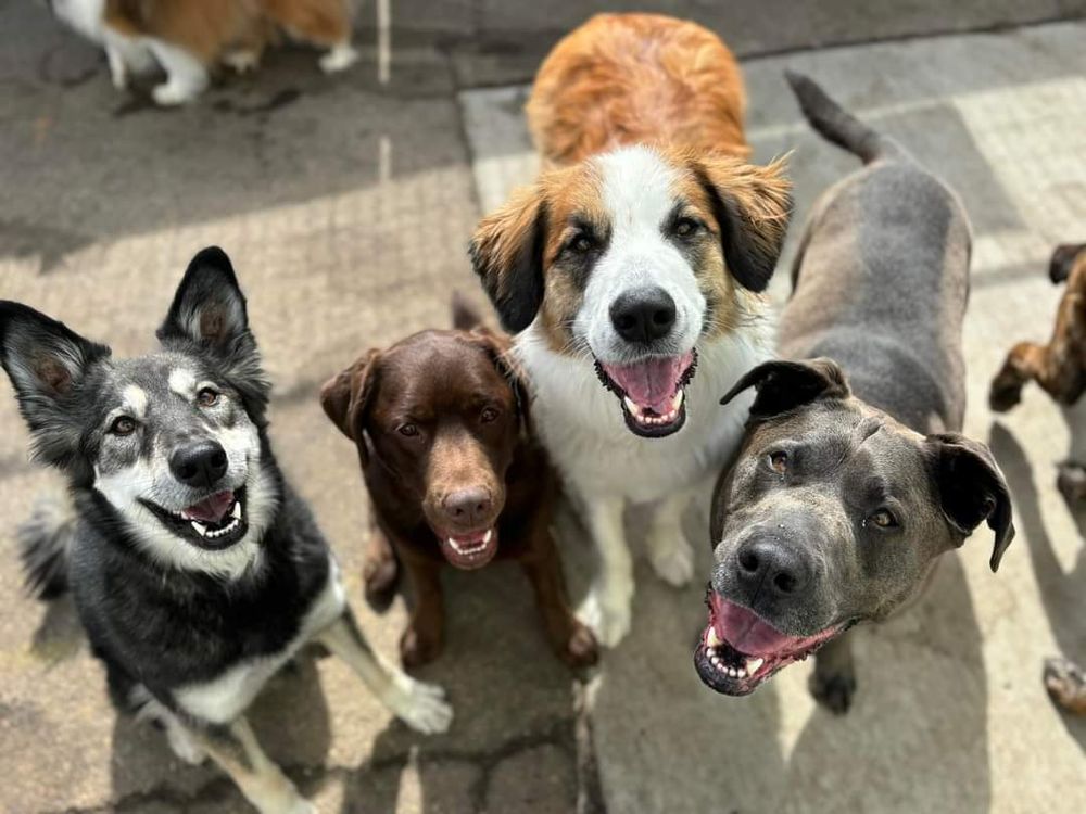 THE HAPPY HOUND PLAY PARK - Updated December 2025 - 15 Photos - 8305 ...