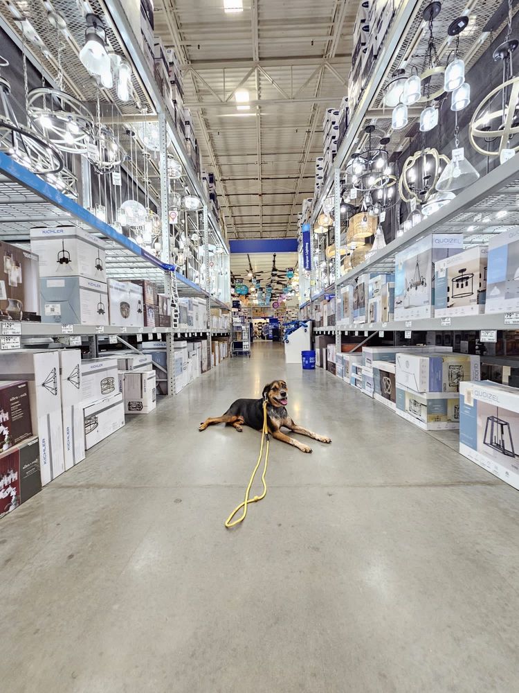 RED FOX DOG TRAINING - Updated December 2025 - 454 Disa Dr, Davenport ...