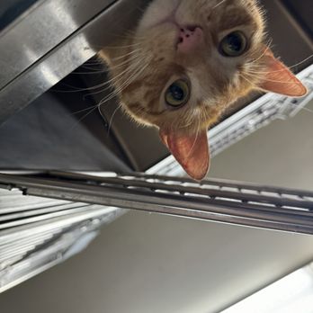 SIMI VALLEY ANIMAL SHELTER - Updated December 2025 - 15 Photos - 670 W ...