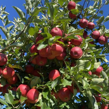 WAY FRUIT FARM - Updated December 2025 - 74 Photos & 45 Reviews - 2355 ...