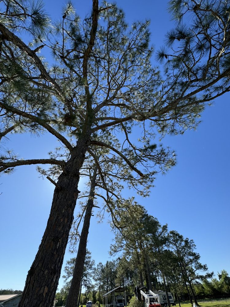 SOUTHERN GRACE TREE EXPERTS - Updated May 2025 - Request a Quote - 6768 ...