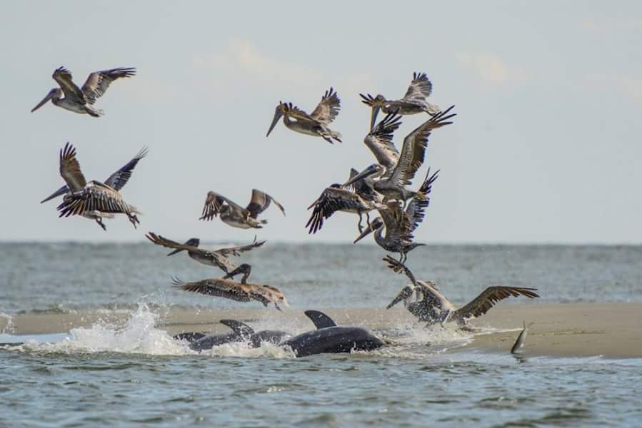CAPTAIN CHAD HAYES - Updated June 2024 - 12 Photos - Kiawah Island ...