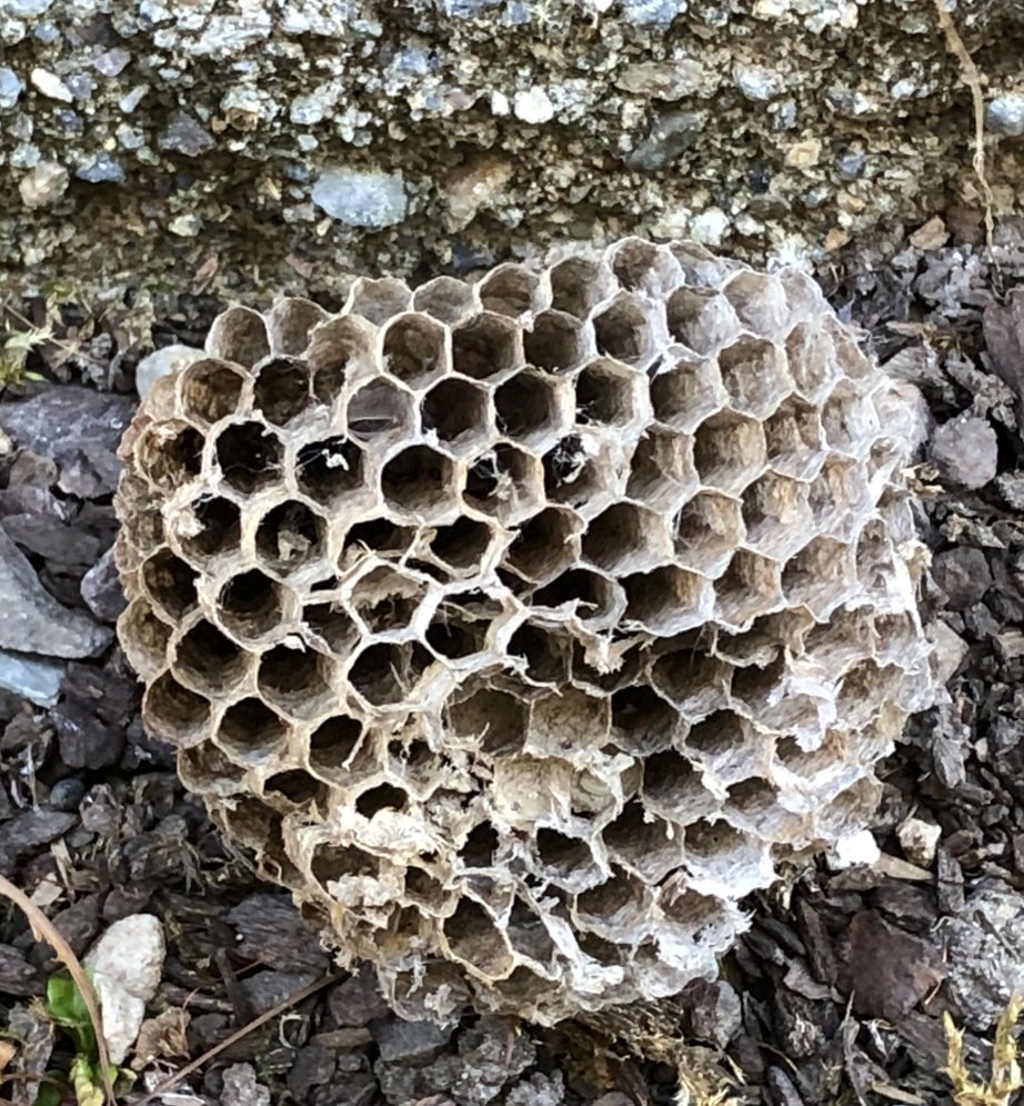 ADEPT PEST SOLUTIONS - Updated October 2025 - 28 Reviews - 2031 5th Ave ...