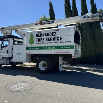 HERNANDEZ TREE SERVICE - Updated October 2025 - 117 Photos & 71 Reviews ...