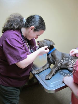 WESTMONTE ANIMAL CLINIC - Updated January 2026 - 30 Photos & 32 Reviews ...