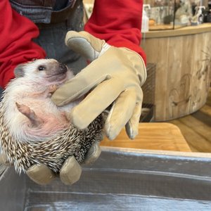 HEDGEHOG CAFE HARRY HARAJUKU - 444 Photos & 71 Reviews - 神宮前1-13-21 ...