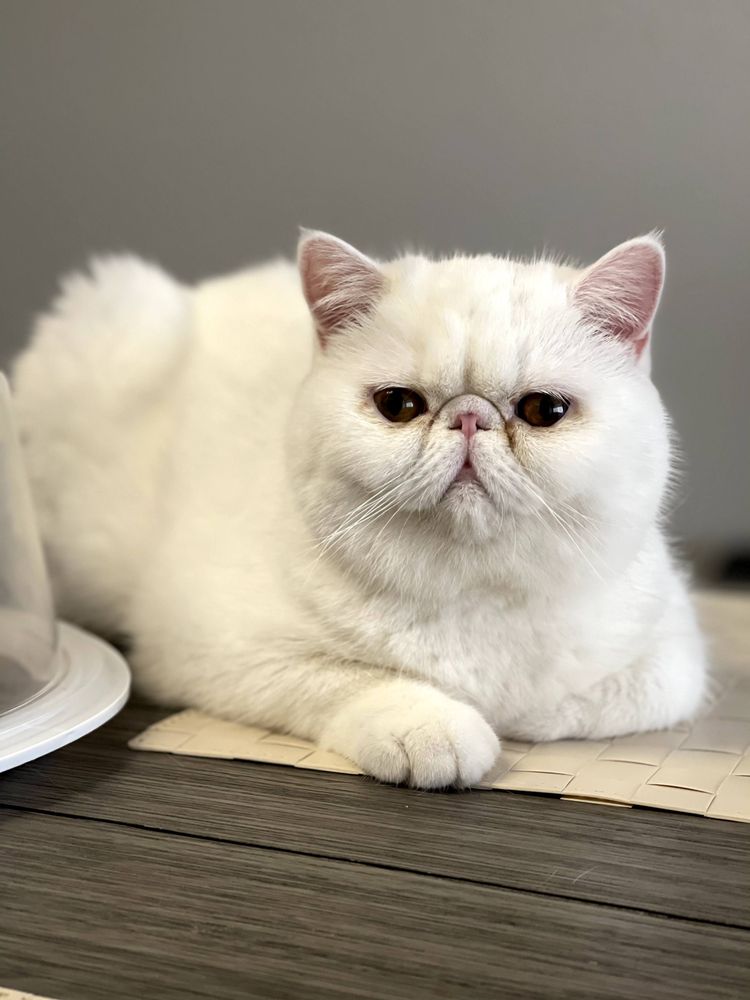 CAT C FELINE WELLNESS SERVICES - Updated May 2025 - 42 Photos - San ...