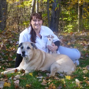 TILTON VETERINARY HOSPITAL - Updated May 2025 - 280 Laconia Rd, Tilton ...