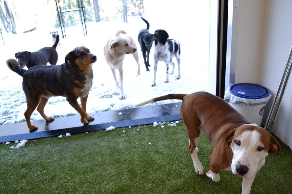 MUTTY PAWS ACADEMY - Updated April 2024 - 80 Photos & 21 Reviews - 411 ...