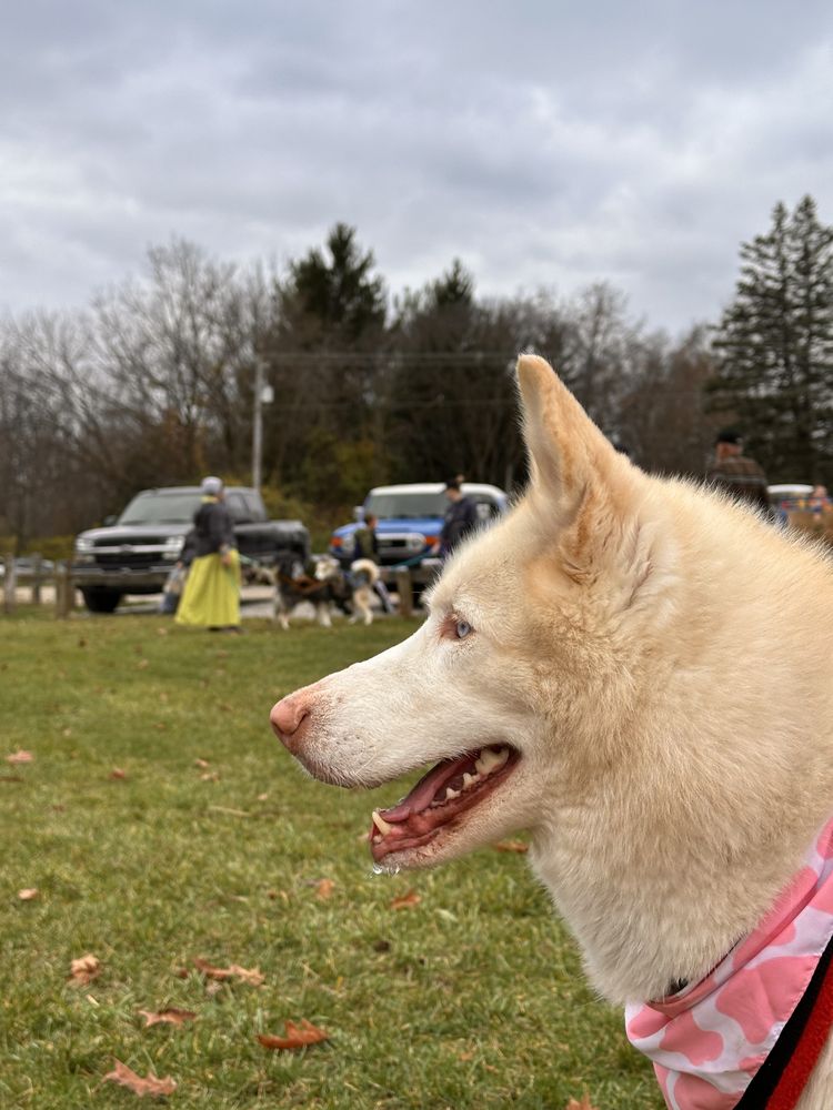 CARING CRITTERS - Updated May 2025 - Request a Quote - 13 Photos ...