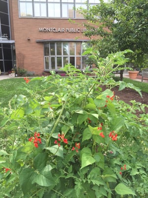 MONTCLAIR PUBLIC LIBRARY - Updated December 2025 - 17 Reviews - 50 S ...