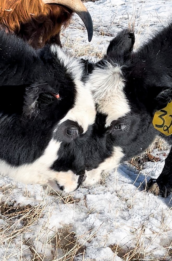 HIGH CROSS CATTLE - 15927 33rd St NW, Fairview, North Dakota - Ranches ...