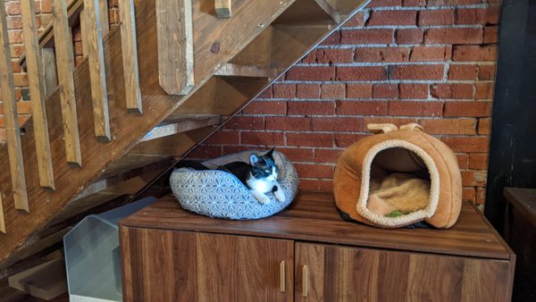 THE BISCUIT FACTORY CAT LOUNGE - Updated December 2025 - 40 Photos & 10 ...