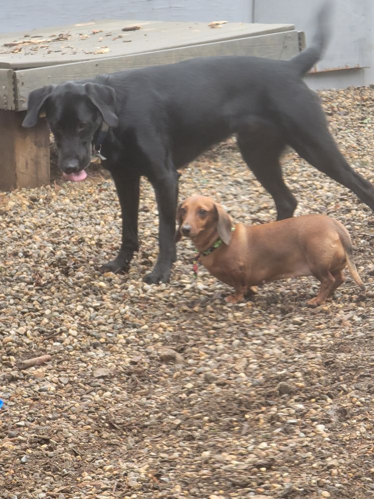 MAGIC DOG LAND - Updated January 2026 - 33 Photos - 104 Newburyport ...