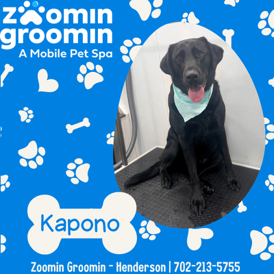 ZOOMIN GROOMIN - Updated April 2025 - 107 Photos & 45 Reviews ...